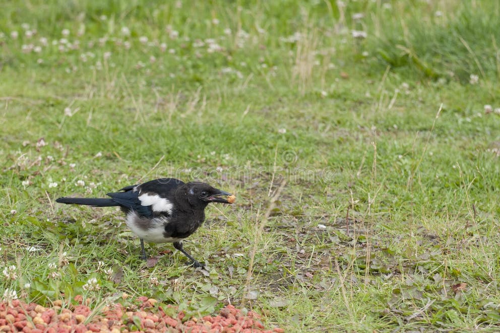 A magpie while eating stock image. Image of garden, wild - 35706229
