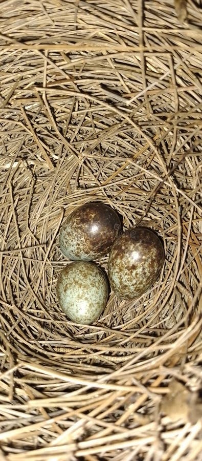 Magpie eggs on the nest stock image. Image of wood, iron - 265398373