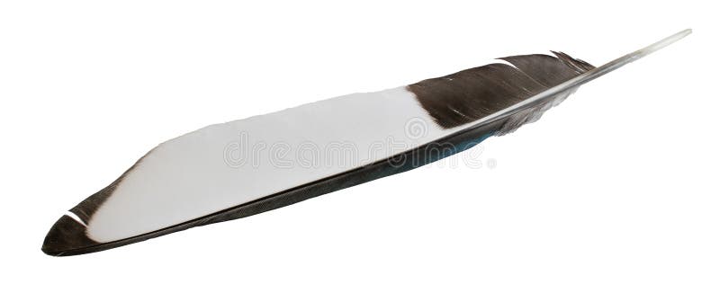 Magpie Feather White Isolated Background Stock Image - Image of ...