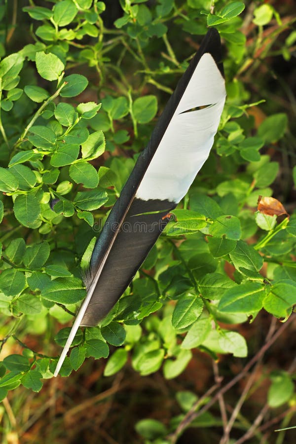Magpie feather stock image. Image of animal, bird, outdoors - 37117577