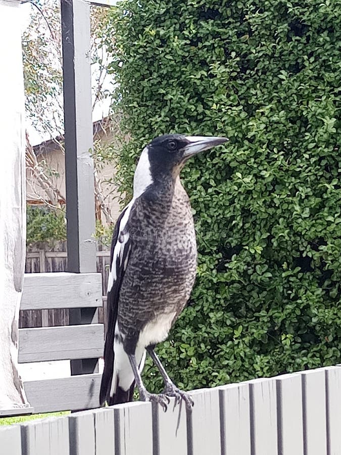 Magpie on fence stock image. Image of magpie, fence - 242911545