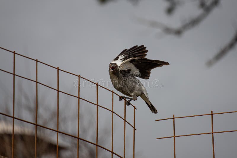 Magpie on fence stock photo. Image of watching, freedom - 191022942