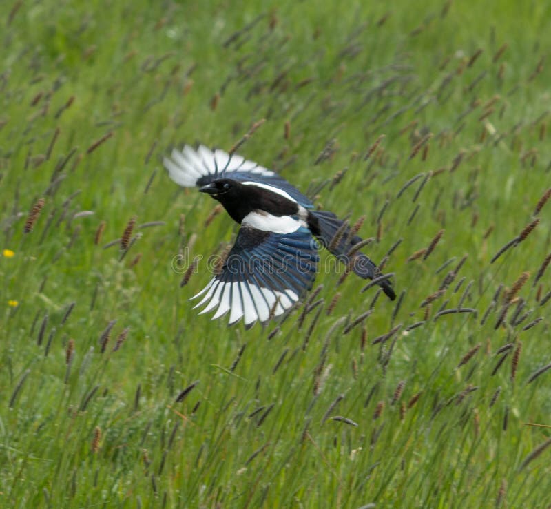 Flight Magpie Stock Images - Download 444 Royalty Free Photos