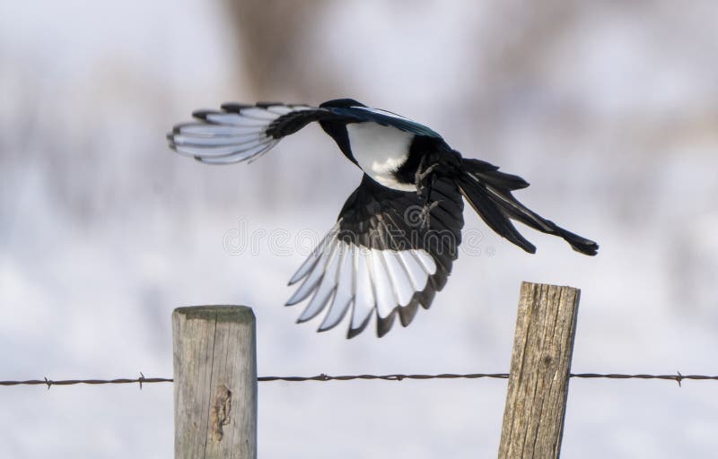 Magpie in Flight stock photo. Image of crow, beak, nature - 305173464