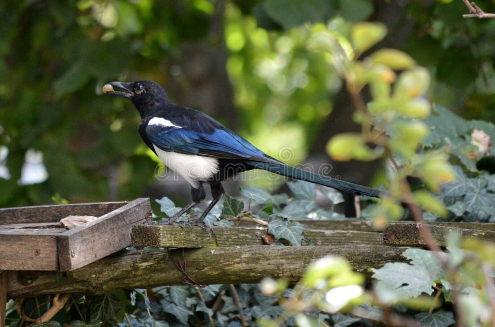 Magpie with Food in Its Beak Stock Photo - Image of animal, plant ...