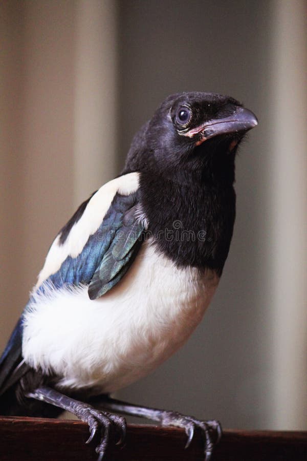Magpie stock image. Image of black, claws, birdsong, pest - 54548665
