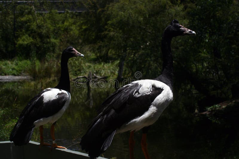 Magpie Geese stock photo. Image of healesville, wildlife - 550666