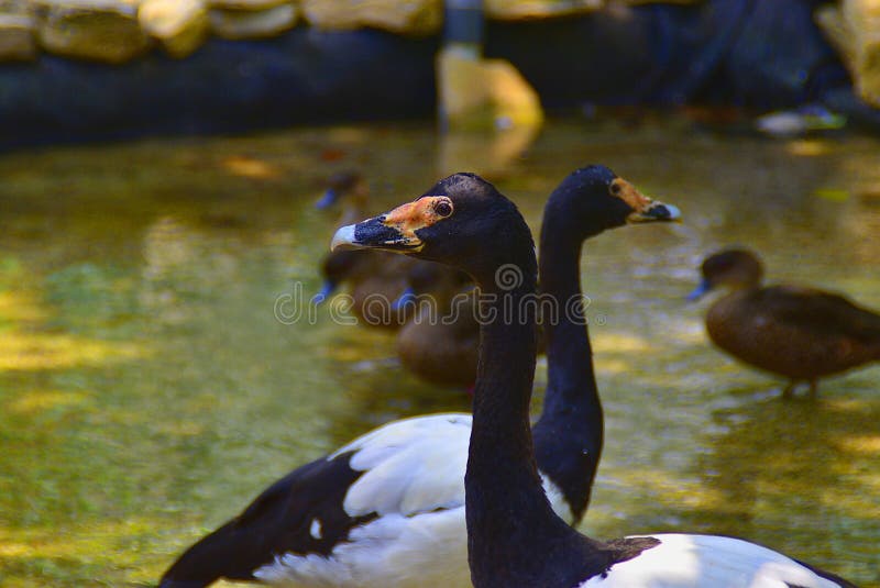 Magpie geese stock image. Image of swan, beak, wildlife - 294588245