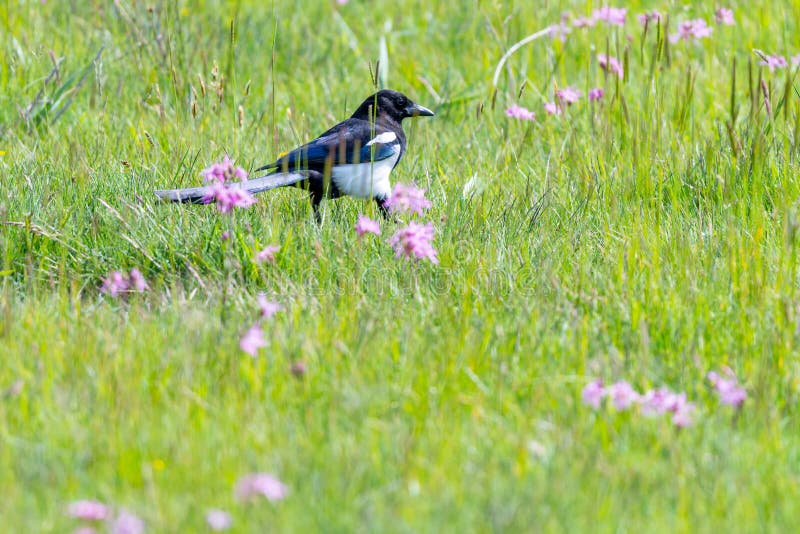 Magpie on the German Island Amrum (Oomram), Germany Stock Photo - Image ...