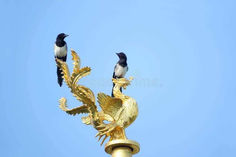 Magpie and golden Phoenix stock photo. Image of pica - 325974678