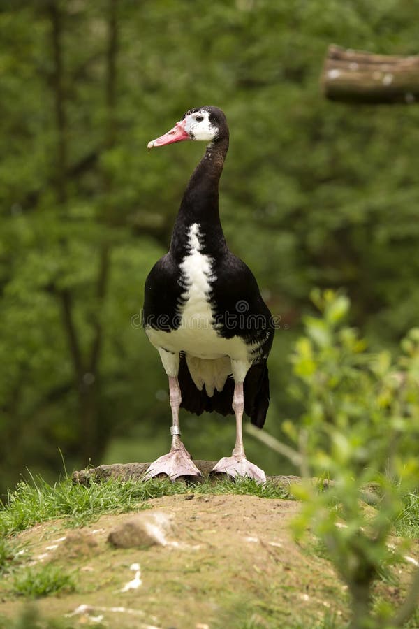 Magpie Goose, Anseranas Semipalmata, a Large Goose Stock Photo - Image ...
