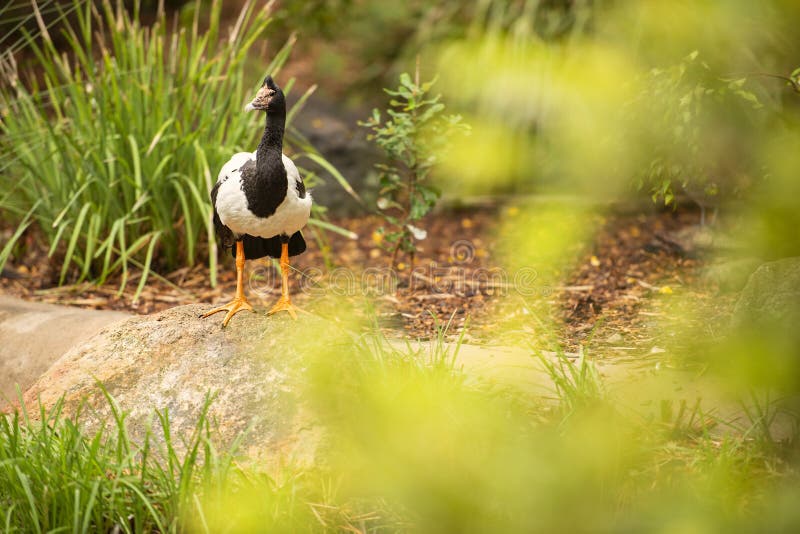 Magpie Goose out in nature stock photo. Image of australian - 146902810