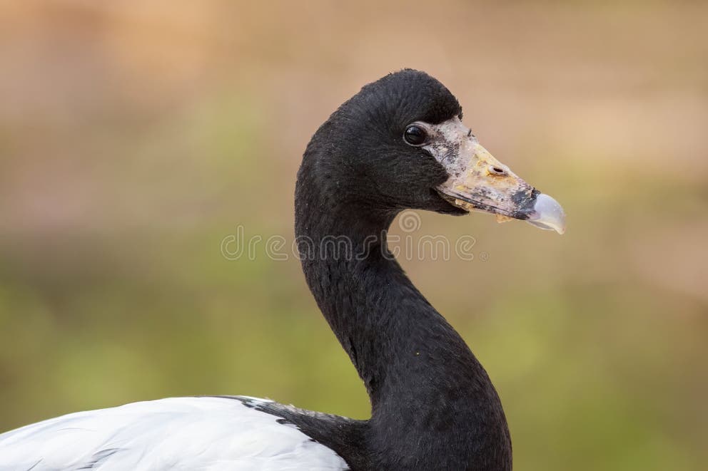 Magpie Goose stock photo. Image of bird, prey, magpie - 272601398