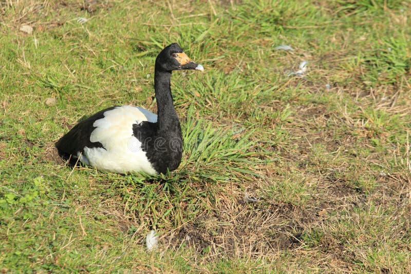 Magpie goose stock photo. Image of northern, black, bird - 45264860