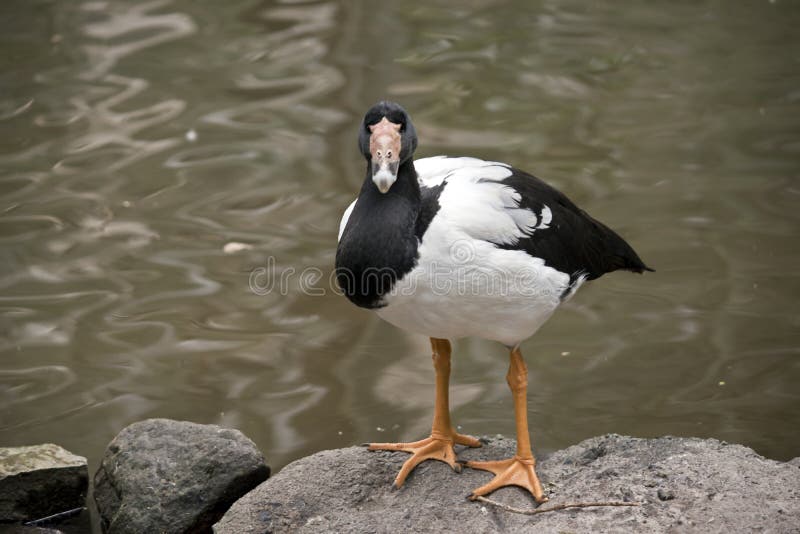 A magpie goose stock photo. Image of goose, feathers - 124522098