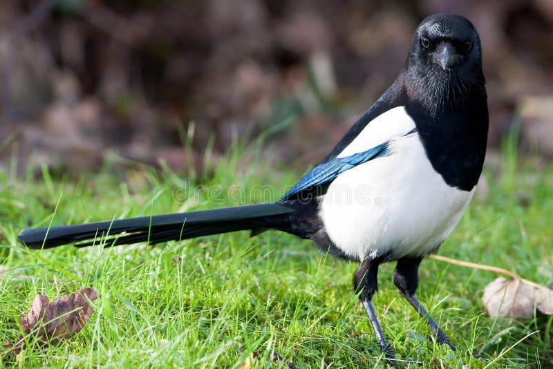 Magpie on Grass with Autumn Leaves Stock Photo - Image of autumn ...