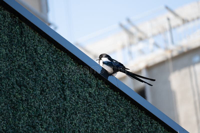 Magpie stock photo. Image of wing, roof, white, wood - 369789630