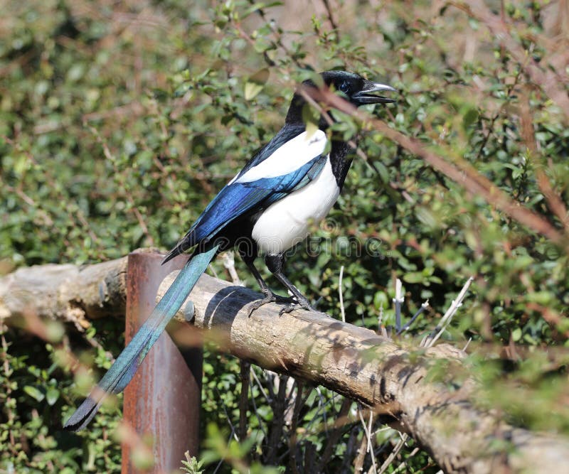 Magpie hidden in bushes stock image. Image of animal - 155298565