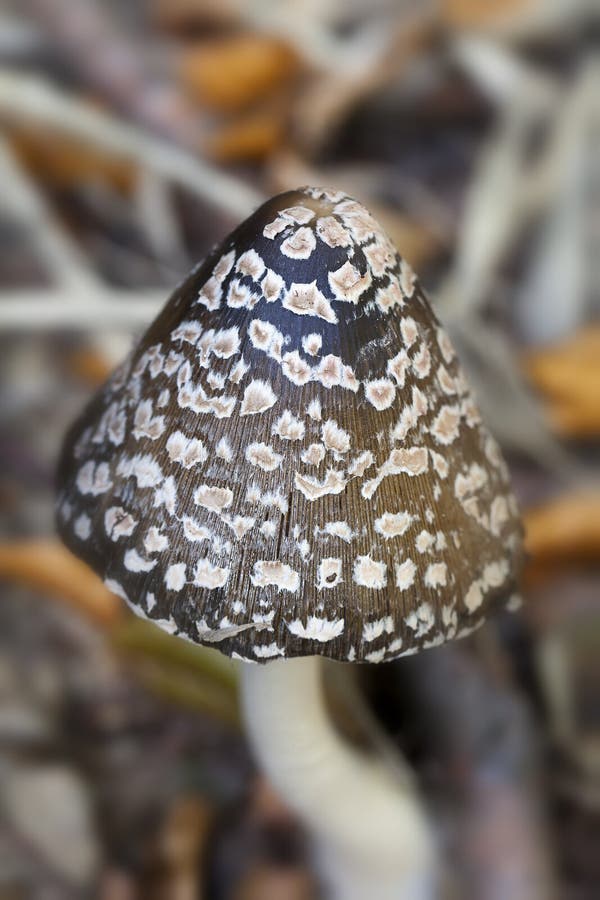 Magpie Inkcap - Coprinopsis Picacea Stock Photo - Image of forest ...