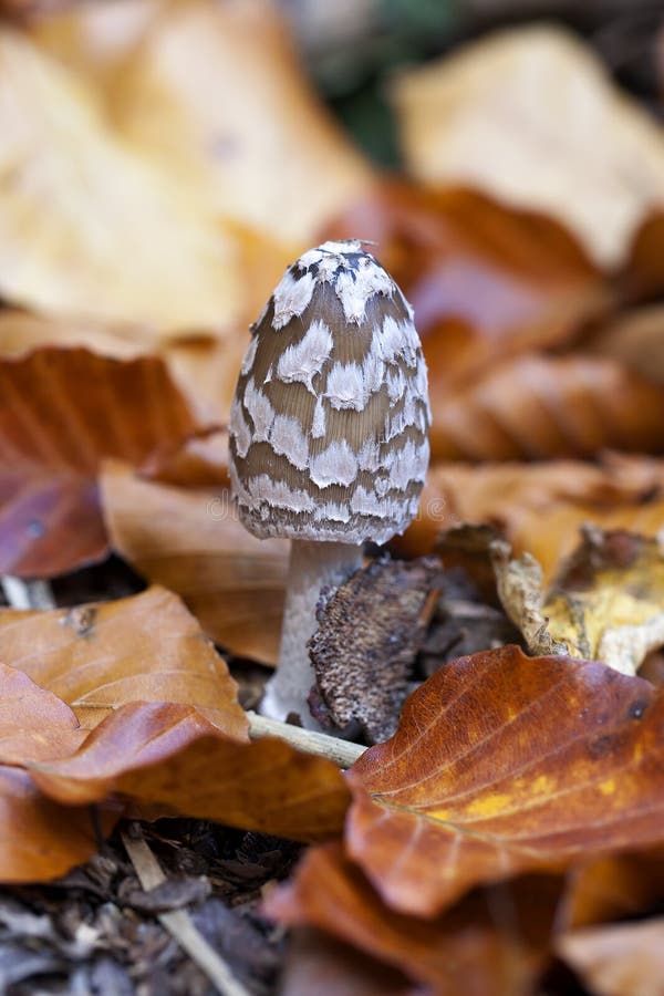 Magpie Inkcap - foliage stock photo. Image of shot, macro - 34806700