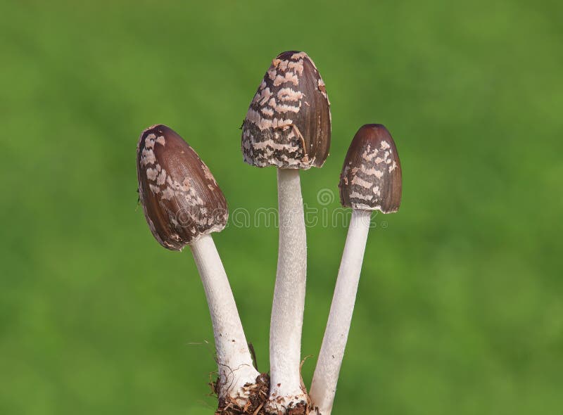 Magpie Inkcap Mushroom, Coprinopsis Picacea Stock Photo - Image of ...
