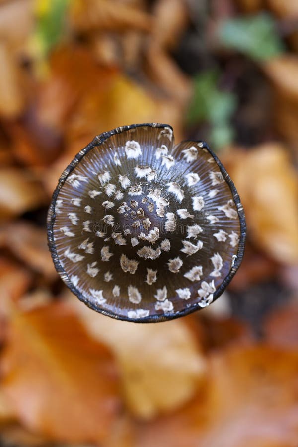 Magpie Inkcap - top view stock photo. Image of season - 34849346