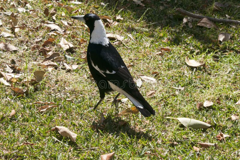 Magpie on lawn stock photo. Image of environment, male - 112113364