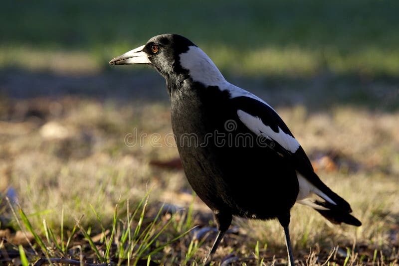 Magpie stock image. Image of curiosity, stare, nature - 40989579