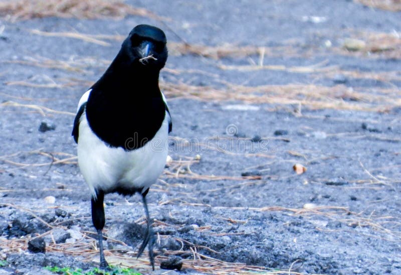 Magpie stock photo. Image of landscape, magpie, female - 164430066