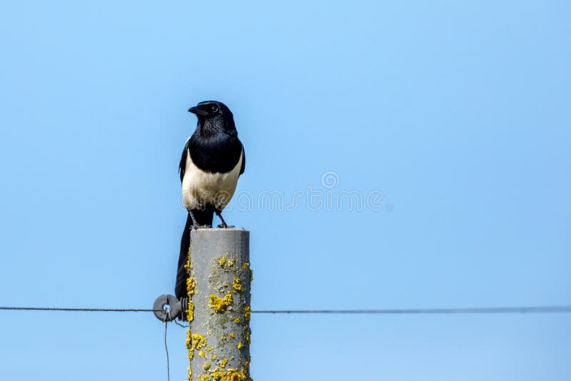 Magpie on a meadow stock photo. Image of ornithology - 244670800