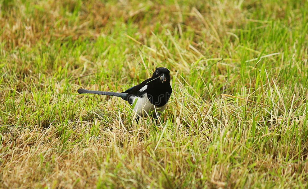 Magpie in the meadow stock photo. Image of bird, nature - 71864560