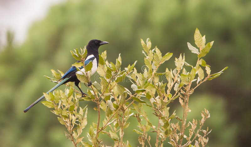 Magpie on oak stock image. Image of perched, birding - 47689579