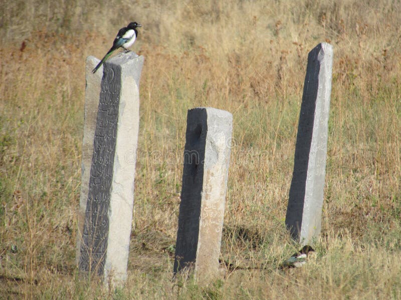 Magpie on Obelisk stock image. Image of kyrgyzstan, graveyard - 74605119