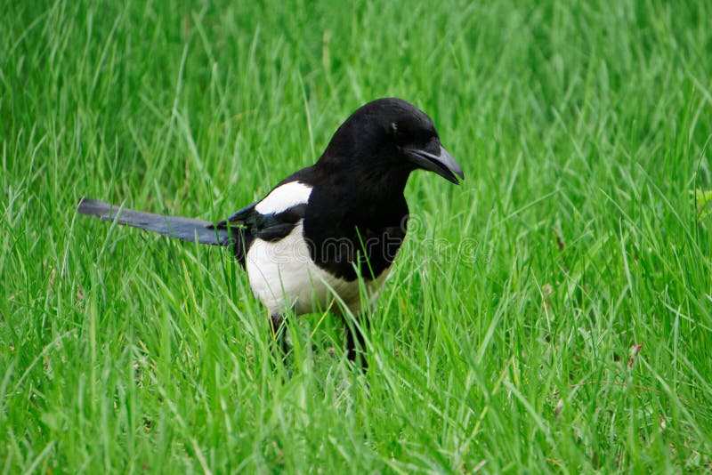 Magpie Opened the Beak, Walking in the Fresh Spring Green Grass ...