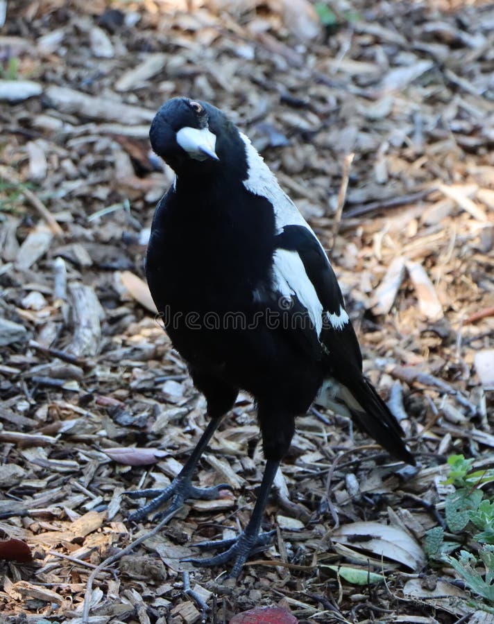 Magpie in Park Looking at Camera with Tilted Head Stock Photo - Image ...