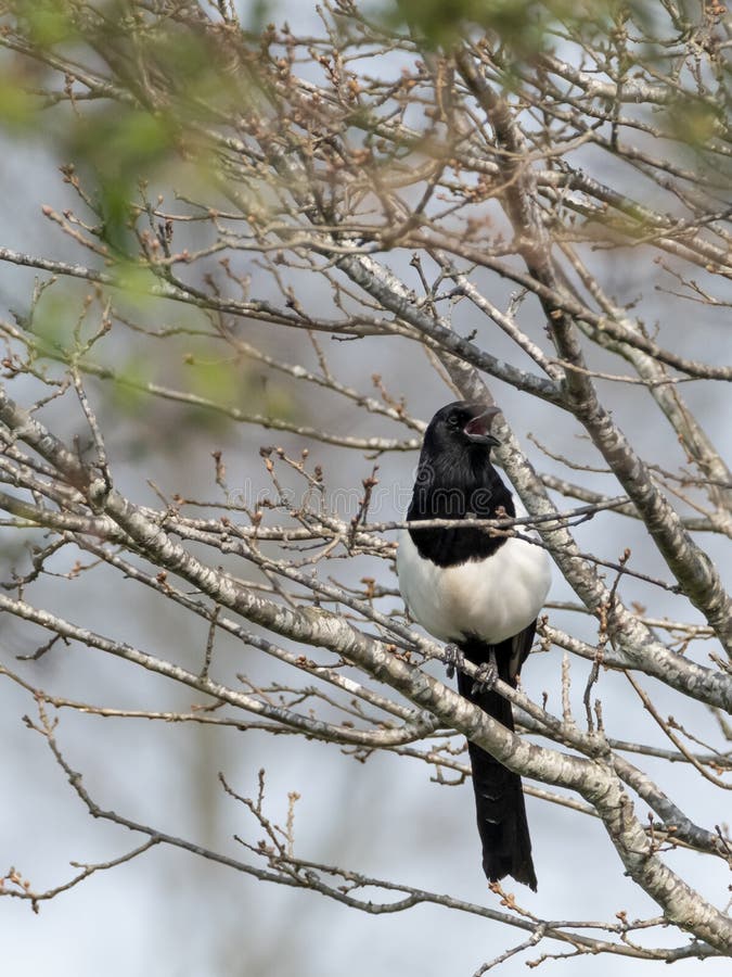 A Magpie Perched on a Bare Tree on a Sunny Spring Day, Shallow Depth of ...