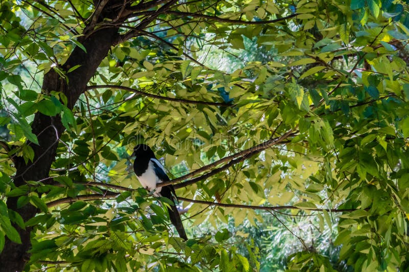Magpie Perched on a Branch in a Tree Stock Photo - Image of shade, pica ...