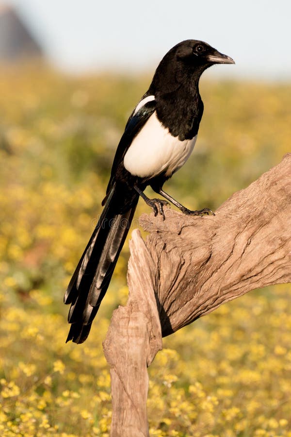 607 Magpie Flower Stock Photos - Free & Royalty-Free Stock Photos from ...