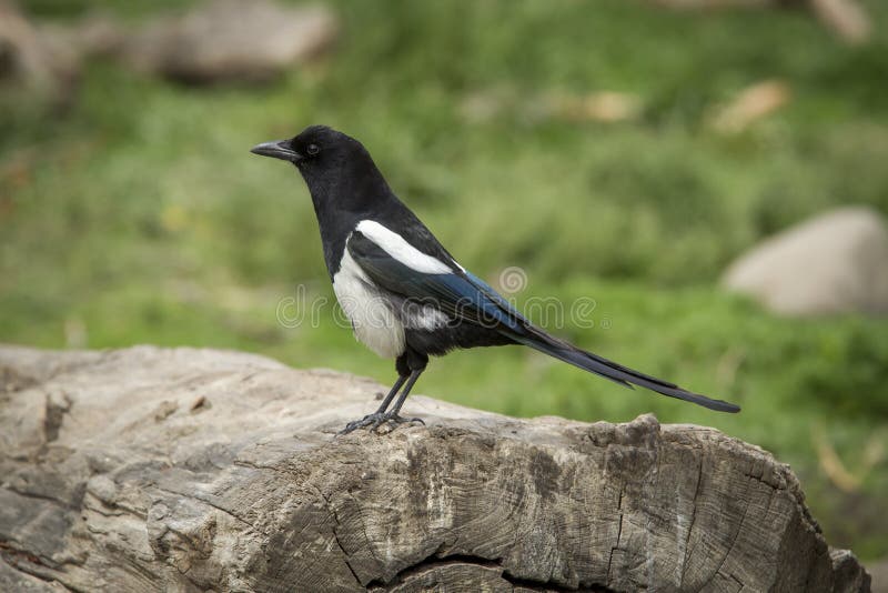 Magpie perched on log. stock image. Image of blue, animal - 96217139