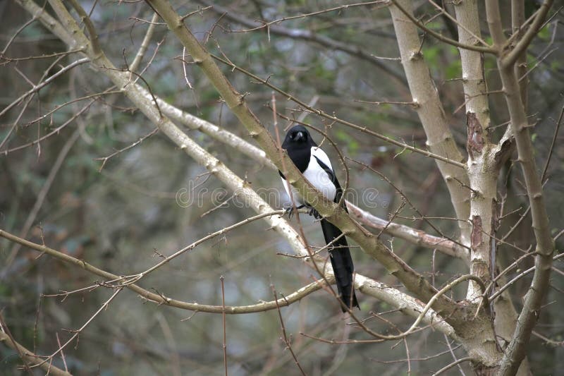 Magpie perched in a tree stock photo. Image of nature - 311398838