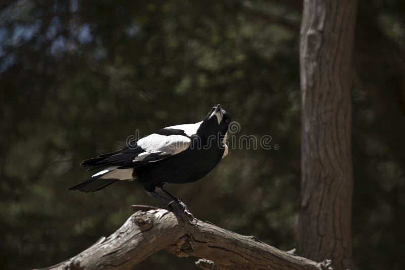 The Magpie is Perched on a Tree Stock Photo - Image of beak, avian ...