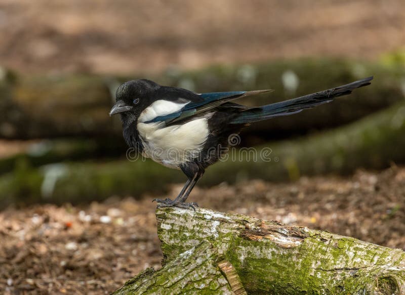 Magpie Perched on a Wooden Log Stock Image - Image of environment ...