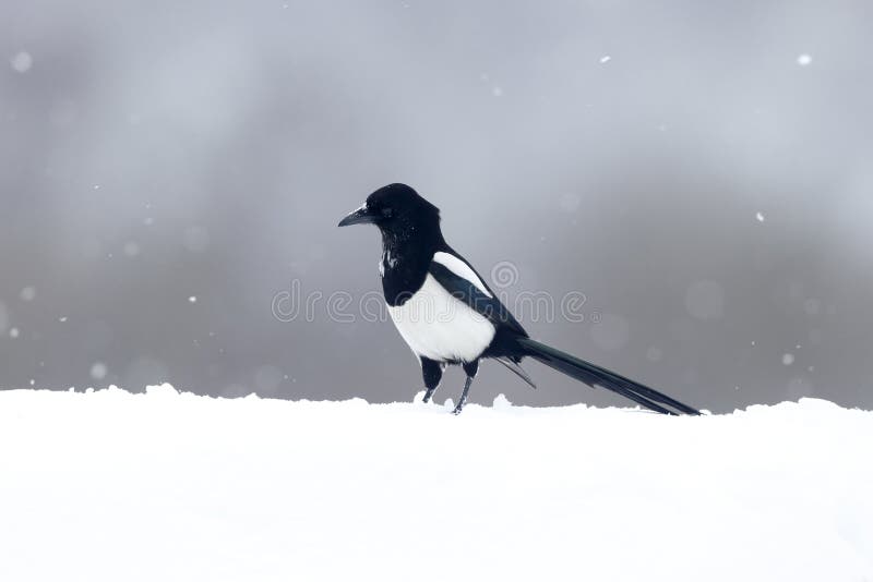 Two Magpies in the snow stock photo. Image of bird, horizontal - 30222292