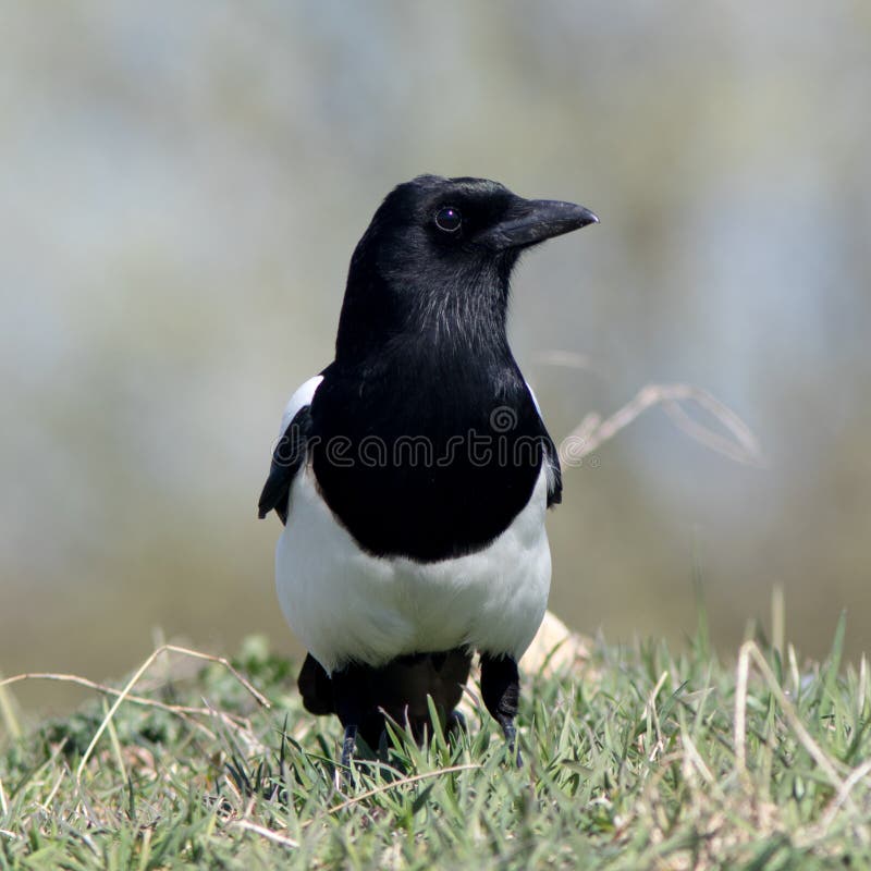 Magpie 2 stock photo. Image of animal, nature, sweden - 65705436