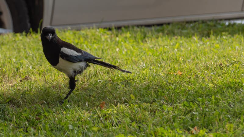 170 Magpie Shiny Stock Photos - Free & Royalty-Free Stock Photos from ...