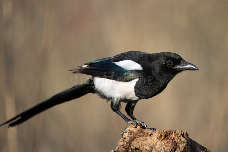 Magpie Pica Pica in the Wild Stock Image - Image of white, corvid ...