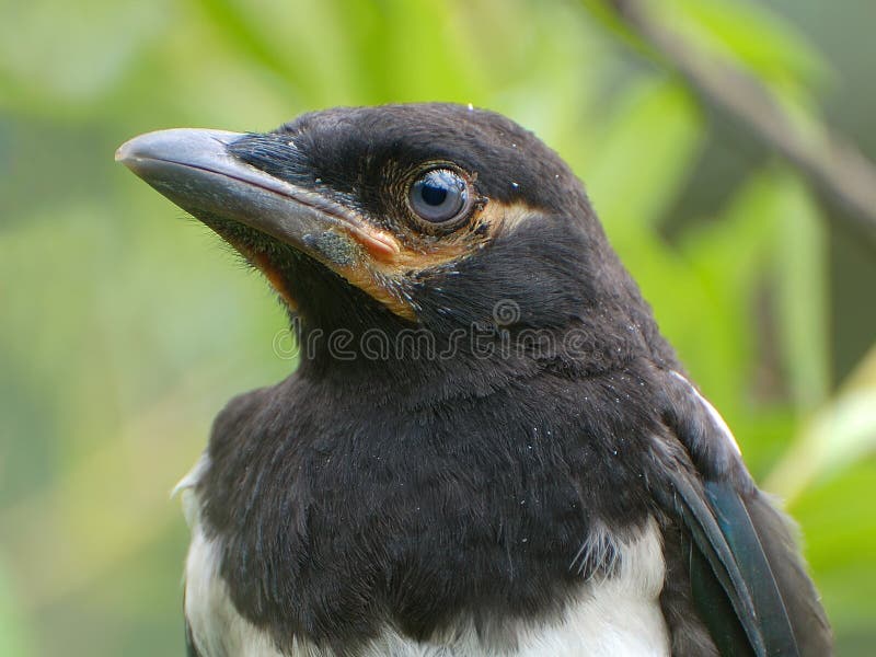 Magpie. Portrait. stock photo. Image of garden, british - 2649492