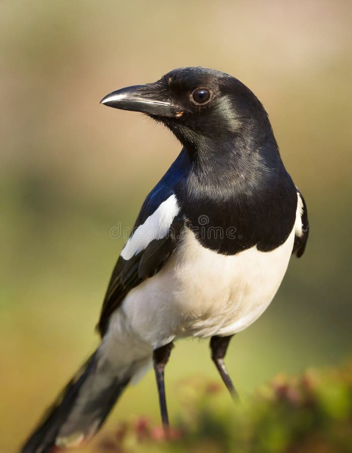 Magpie portrait stock illustration. Illustration of pandion - 293756763