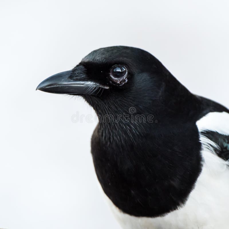 Magpie portrait L stock image. Image of torbjorn, magpie - 63319855
