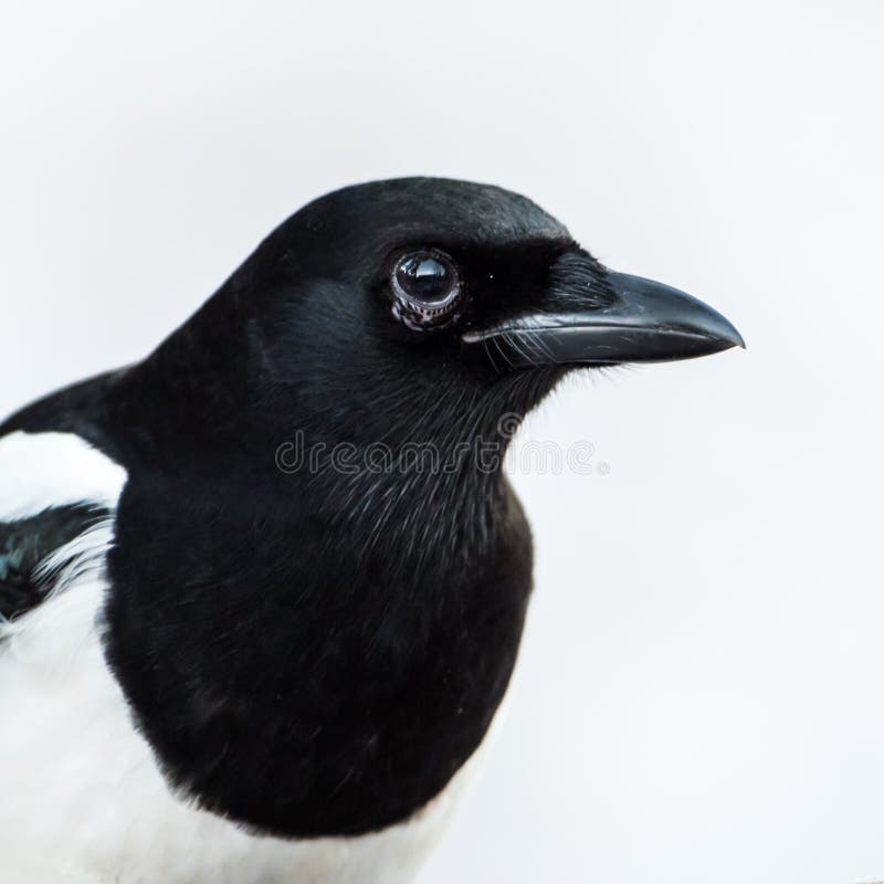 Magpie portrait stock photo. Image of pica, eurasian - 63185186